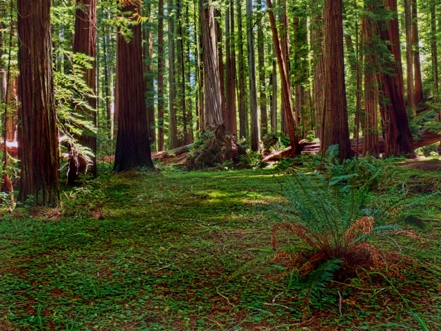Legacy Grove — Old-Growth Forest Network