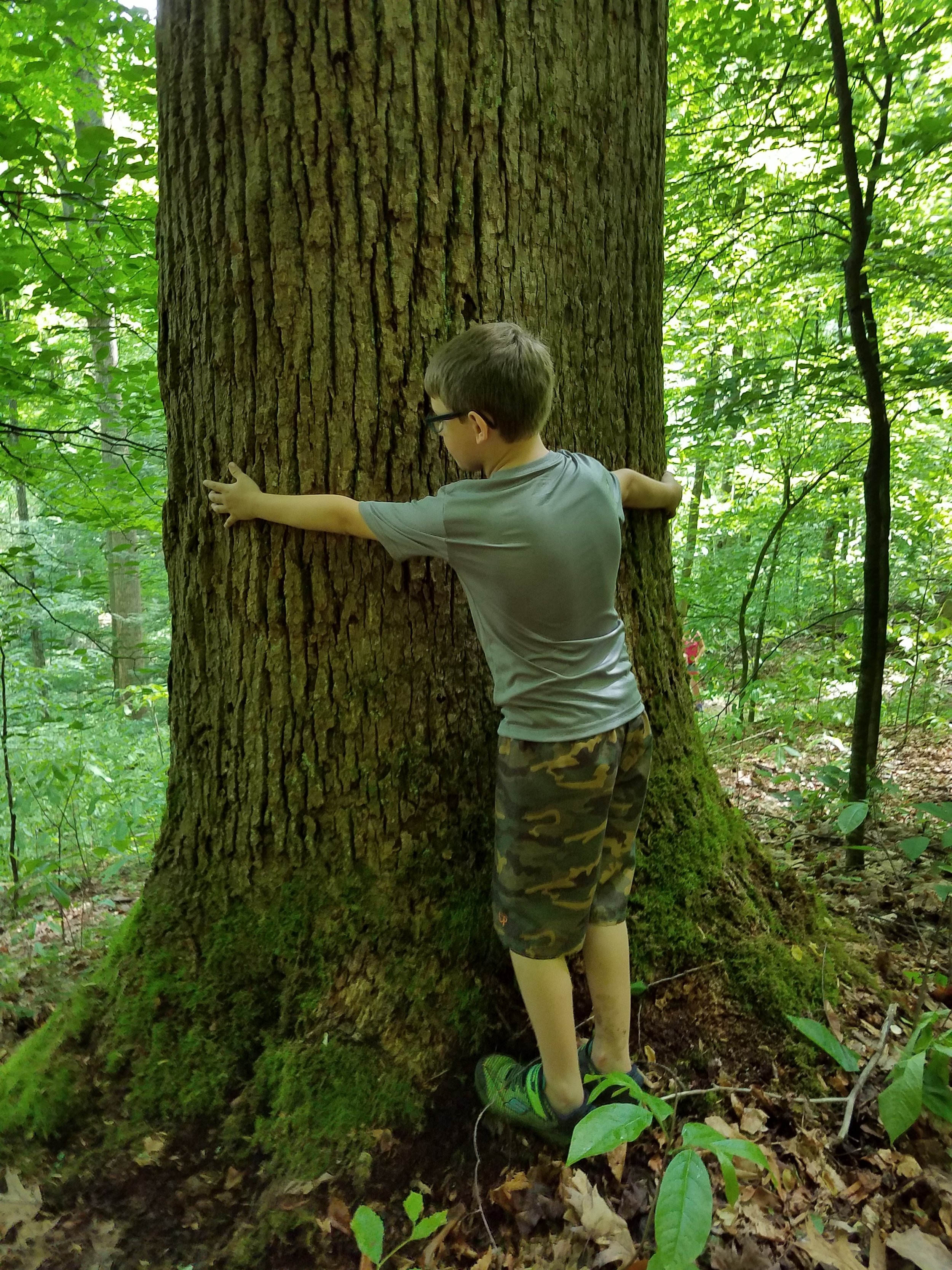 Wilderness Trail - Holly River State Park — Old-Growth Forest Network