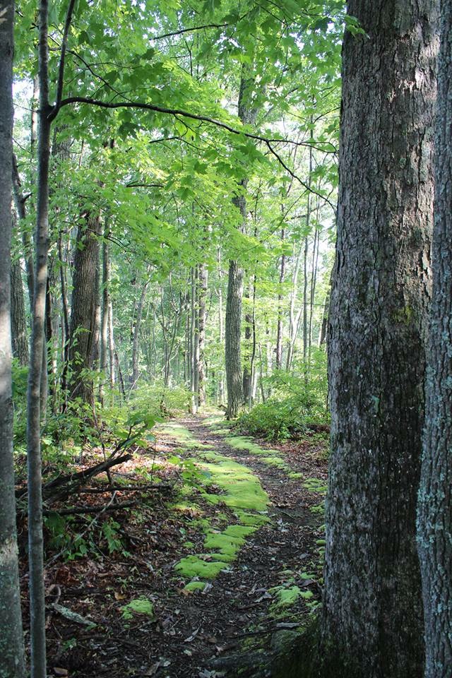 Eastern Watershed Tracts of Kanawha State Forest — Old-Growth Forest ...