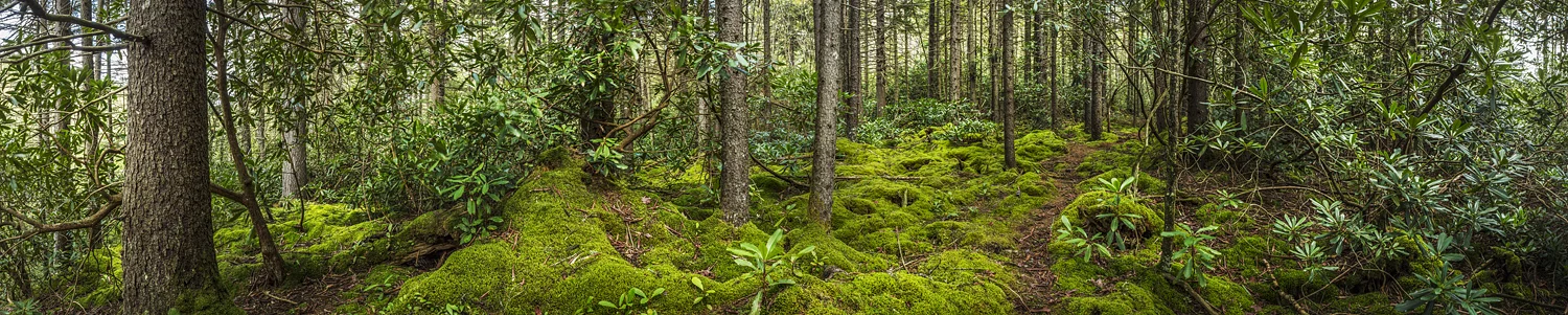 How to Save a Forest — Old-Growth Forest Network