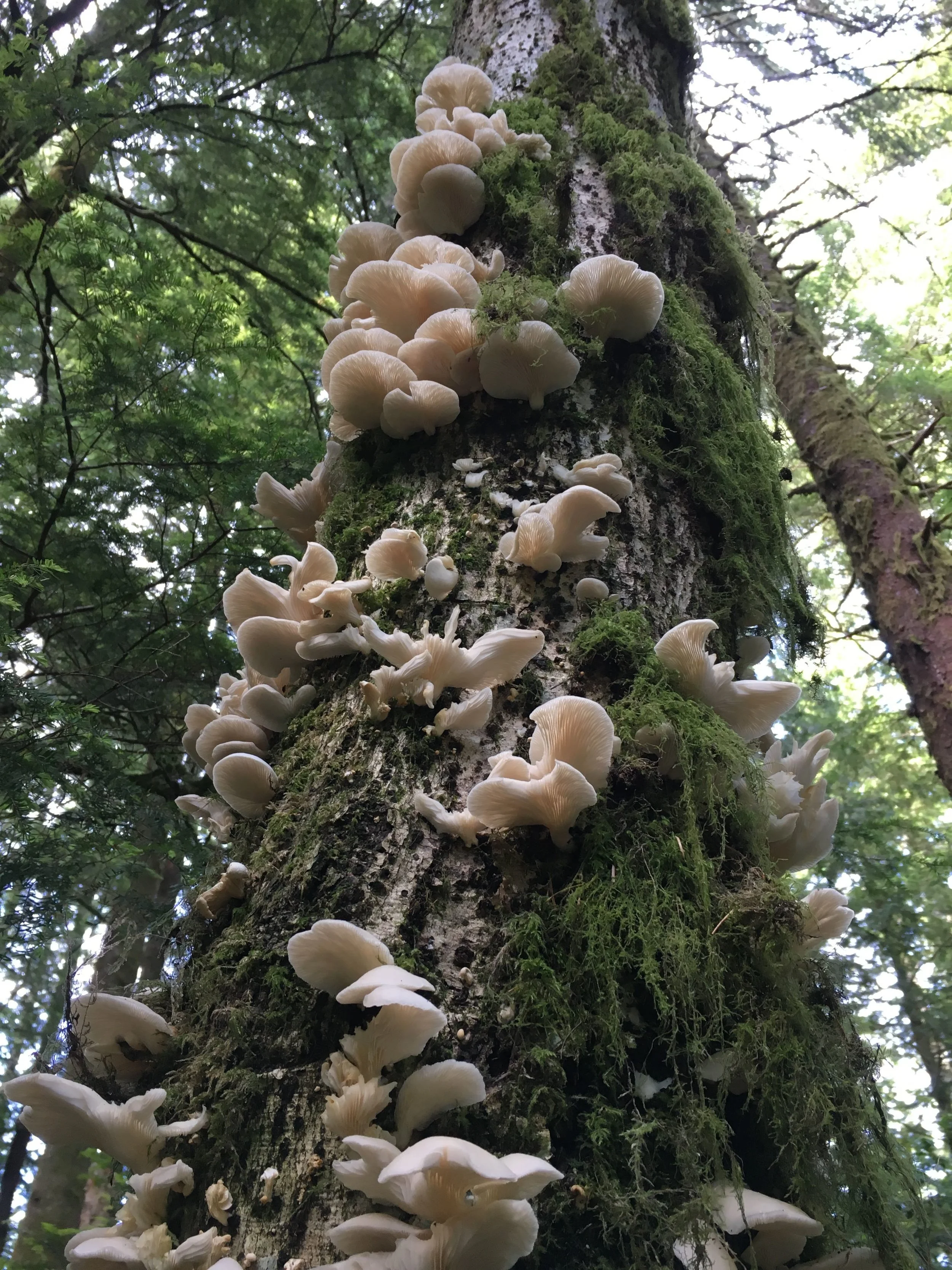 Cook's Ridge Trail at Cape Perpetua – Siuslaw National Forest — Old ...