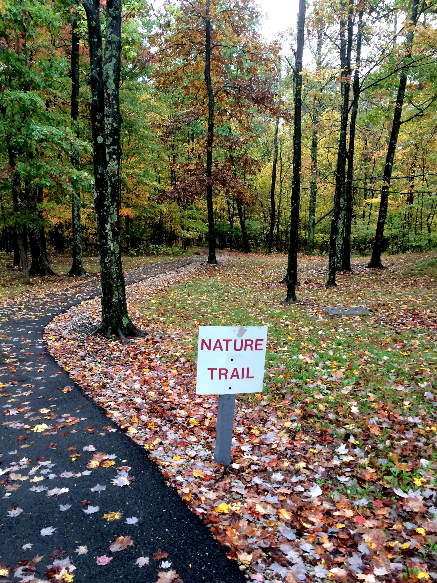 Flint Ridge Ancient Quarries — Old-Growth Forest Network