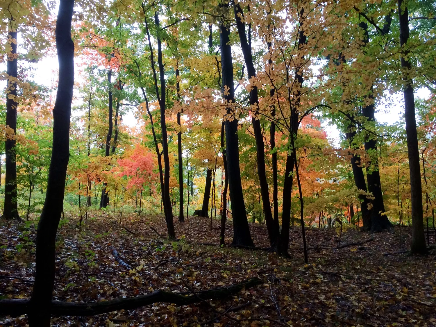 Flint Ridge Ancient Quarries — Old-Growth Forest Network