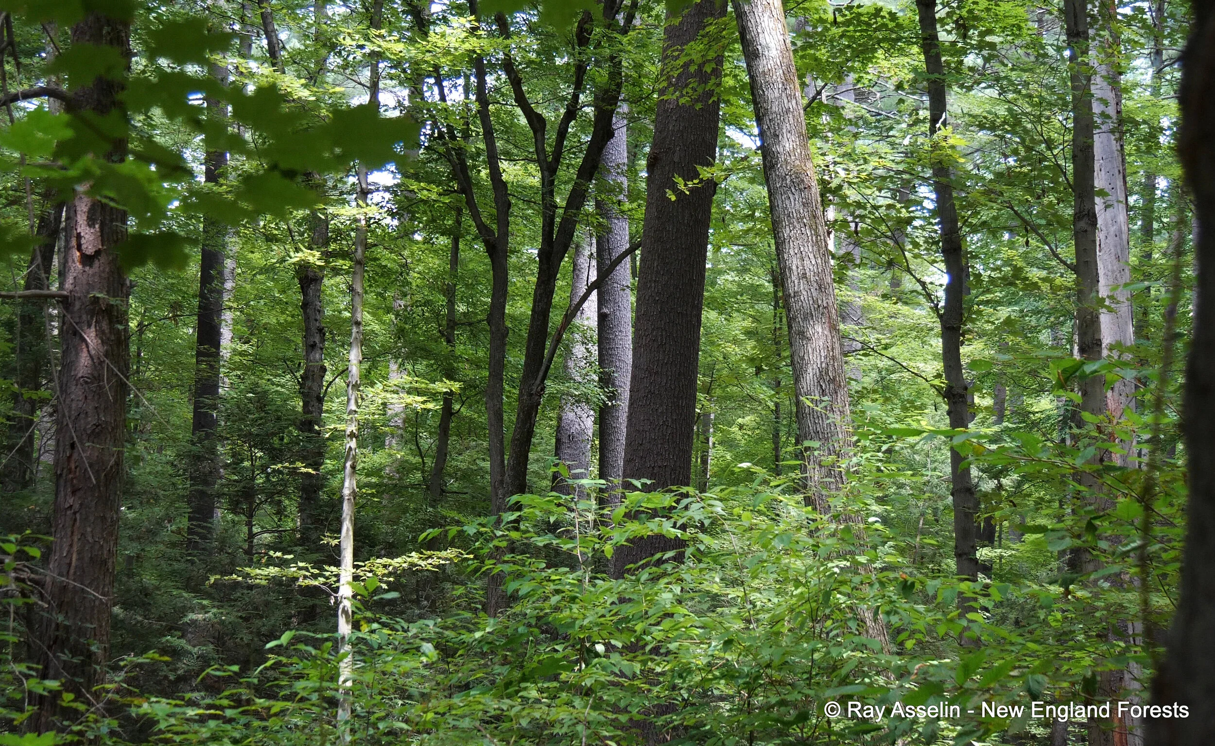 Connecticut — Old-Growth Forest Network