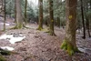 Zoar Valley Unique Area — Old-Growth Forest Network