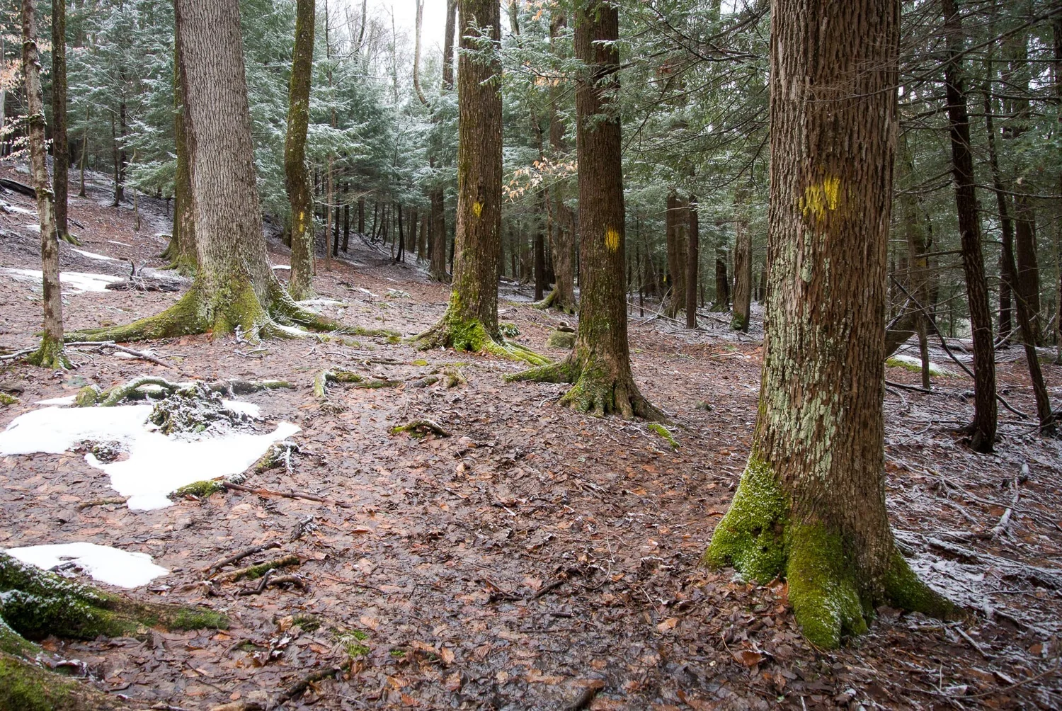 Zoar Valley Unique Area — Old-Growth Forest Network