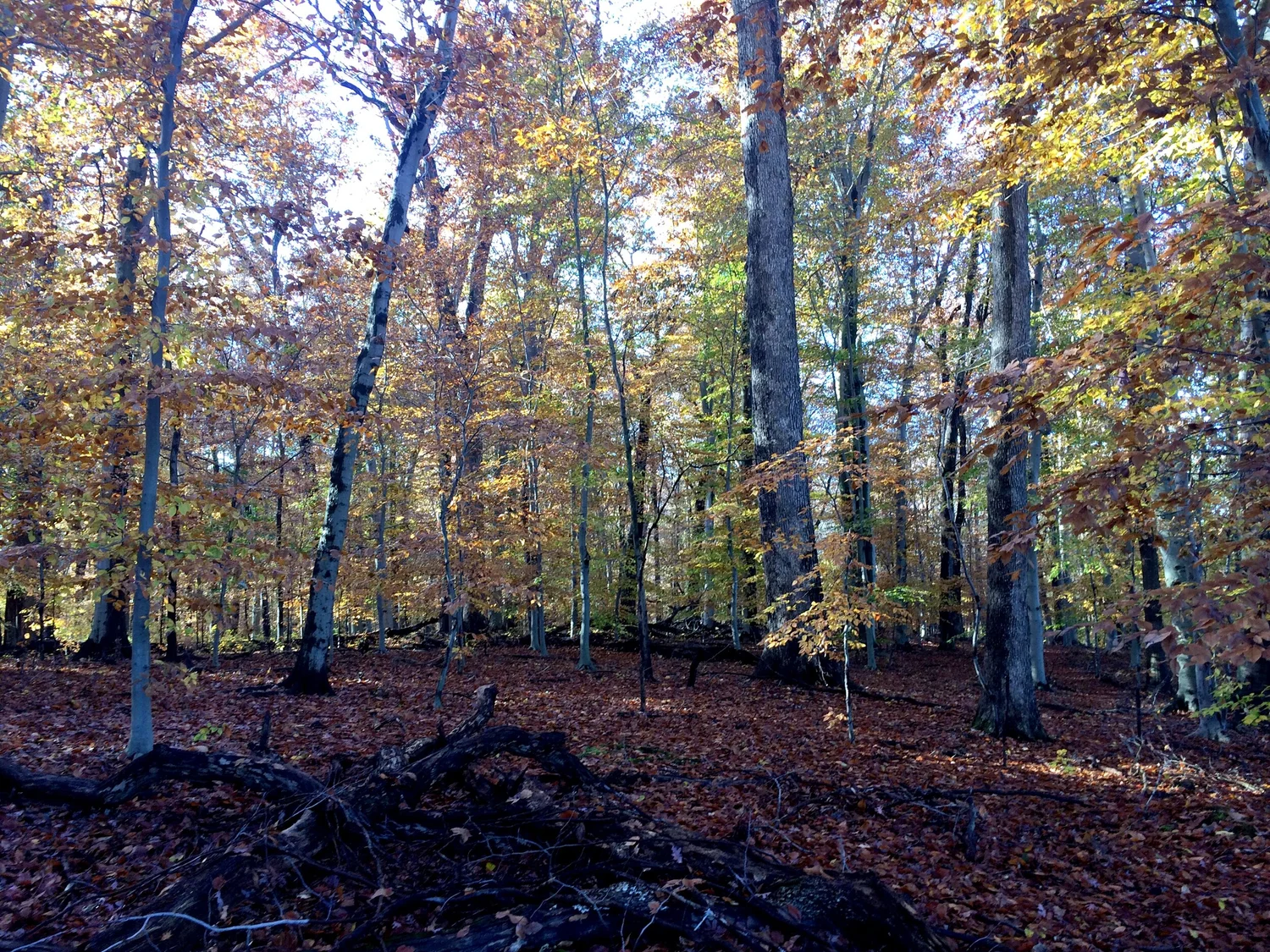 Hart's Woods — Old-Growth Forest Network