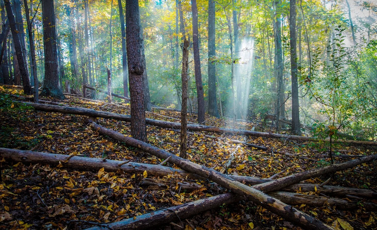 Why Old-Growth Forests? — Old-Growth Forest Network