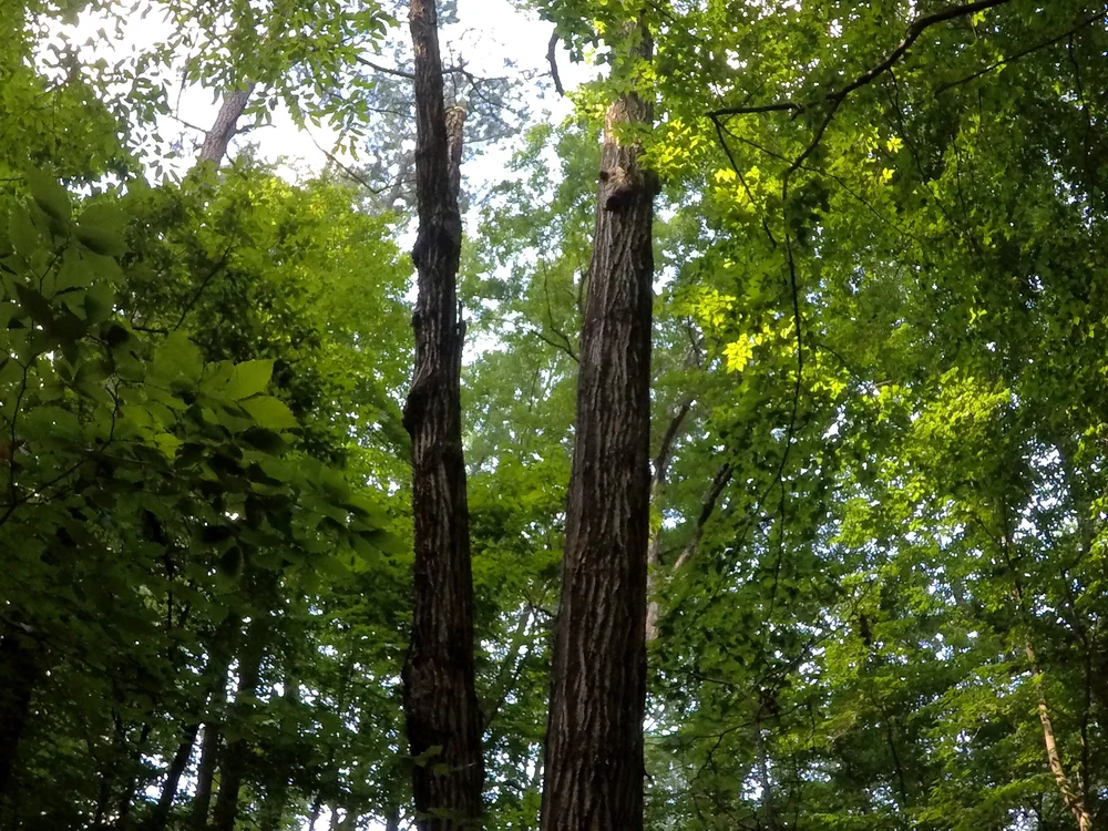 Original Forest of Atlanta - Dekalb County — Old-Growth Forest Network