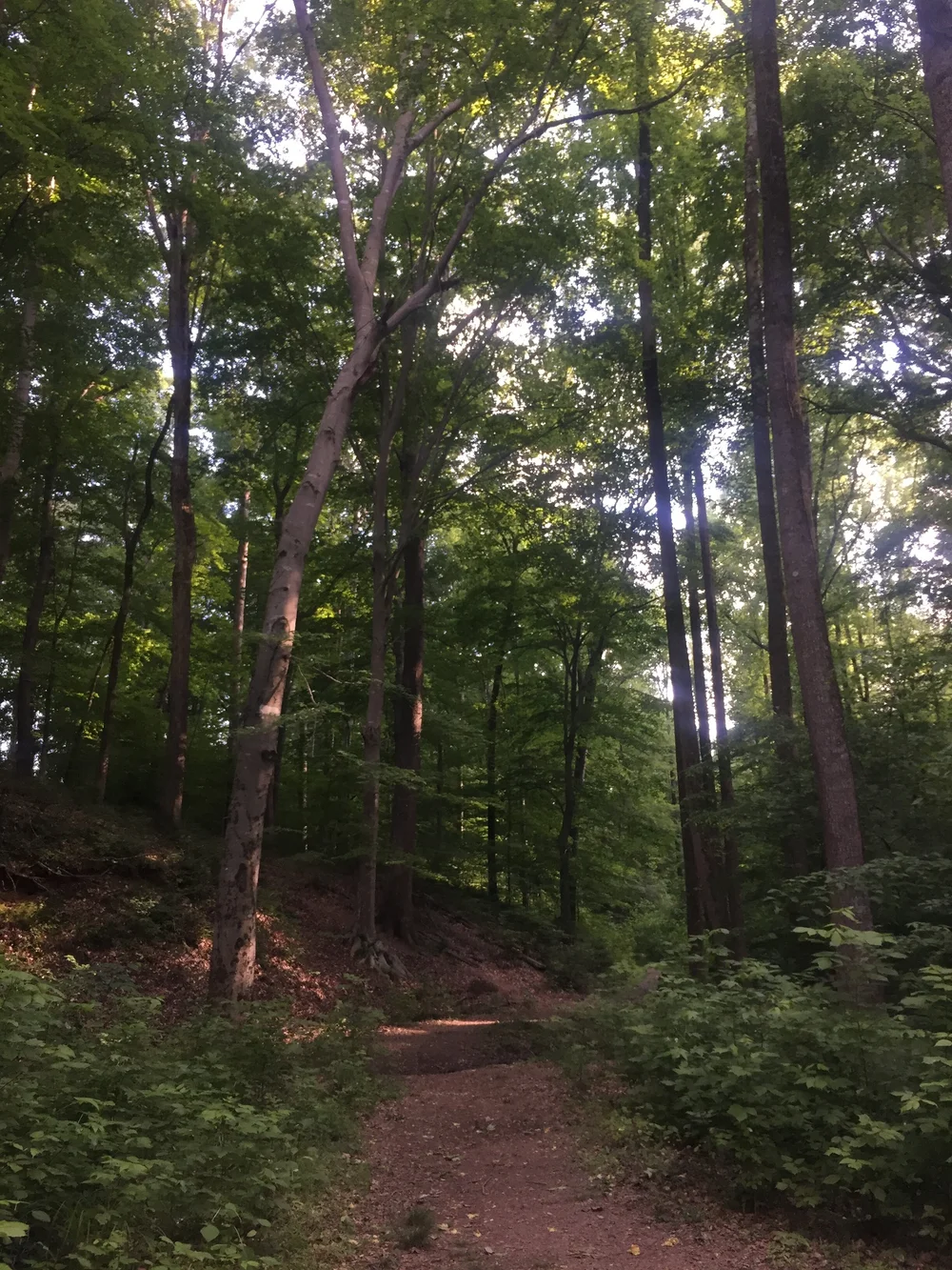 Original Forest of Atlanta - Dekalb County — Old-Growth Forest Network
