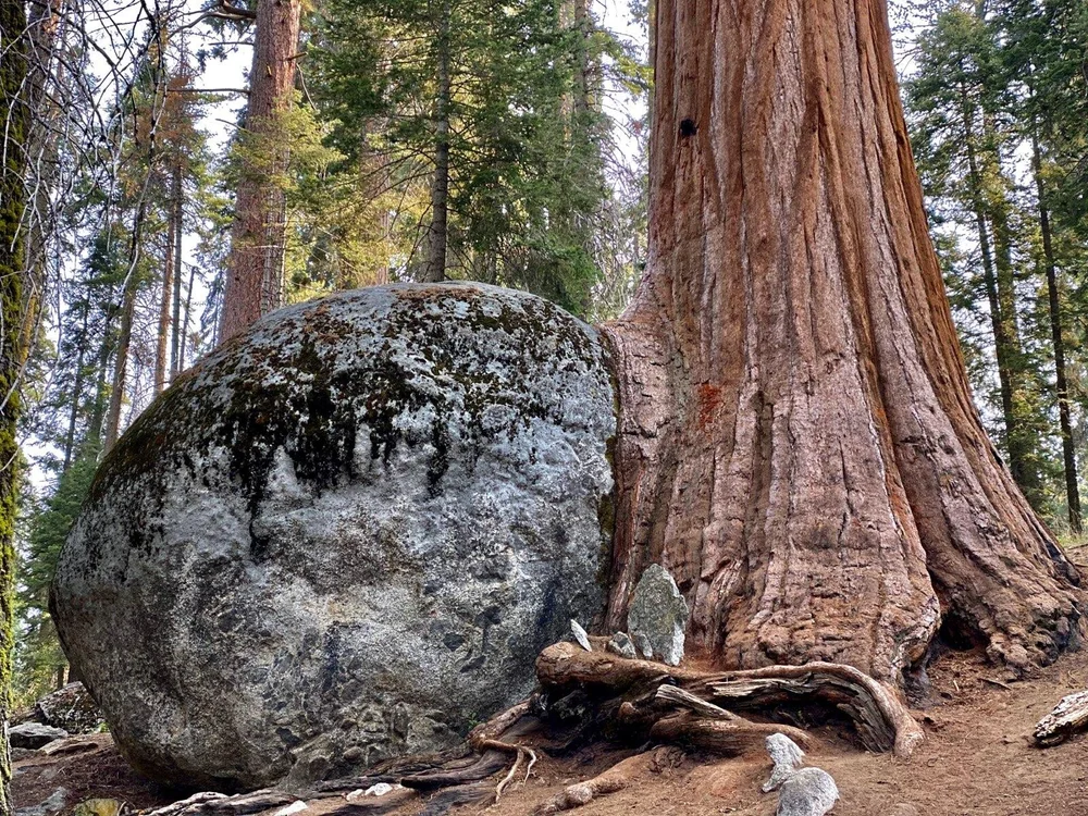 The Giant Forest - Sequoia National Park — Old-Growth Forest Network