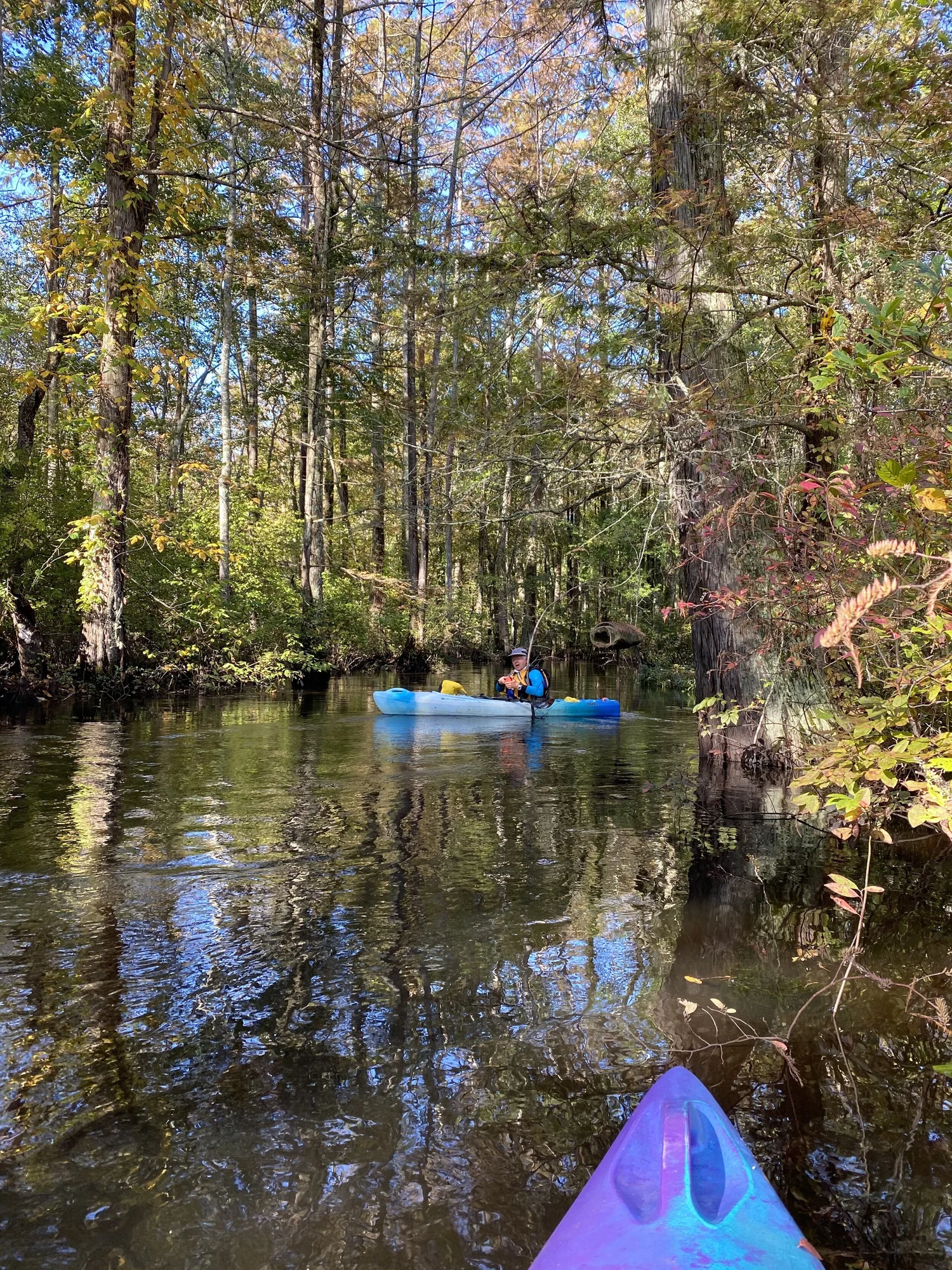 Big Island on the Dragon Run — Old-Growth Forest Network