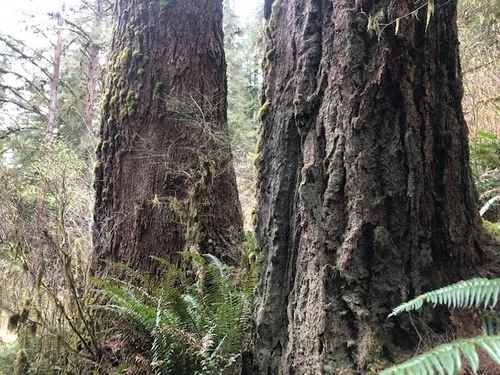 Drift Creek Wilderness - Siuslaw National Forest — Old-Growth Forest ...