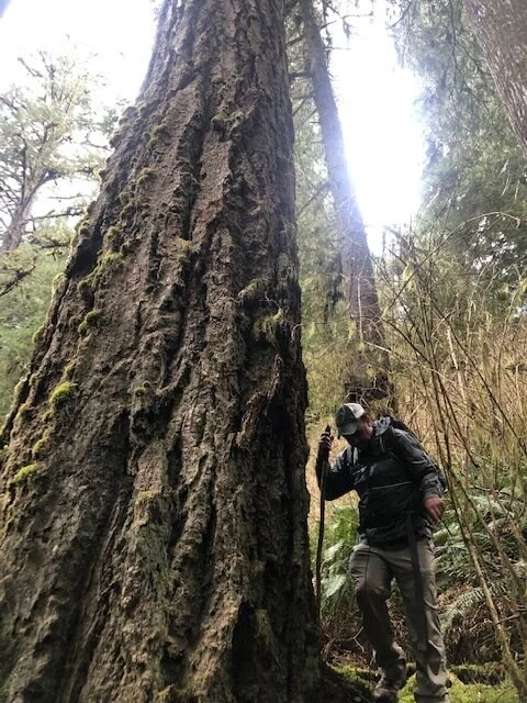 Drift Creek Wilderness - Siuslaw National Forest — Old-Growth Forest ...