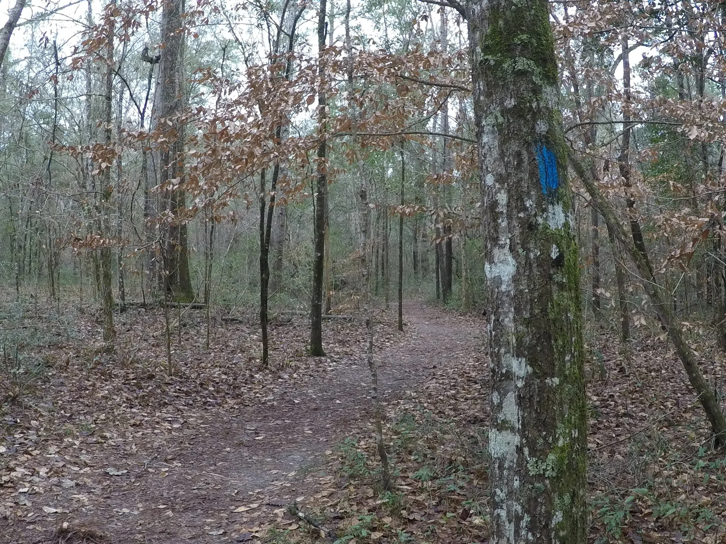 Legacy Property - Edward Ball Wakulla Springs State Park — Old-Growth ...