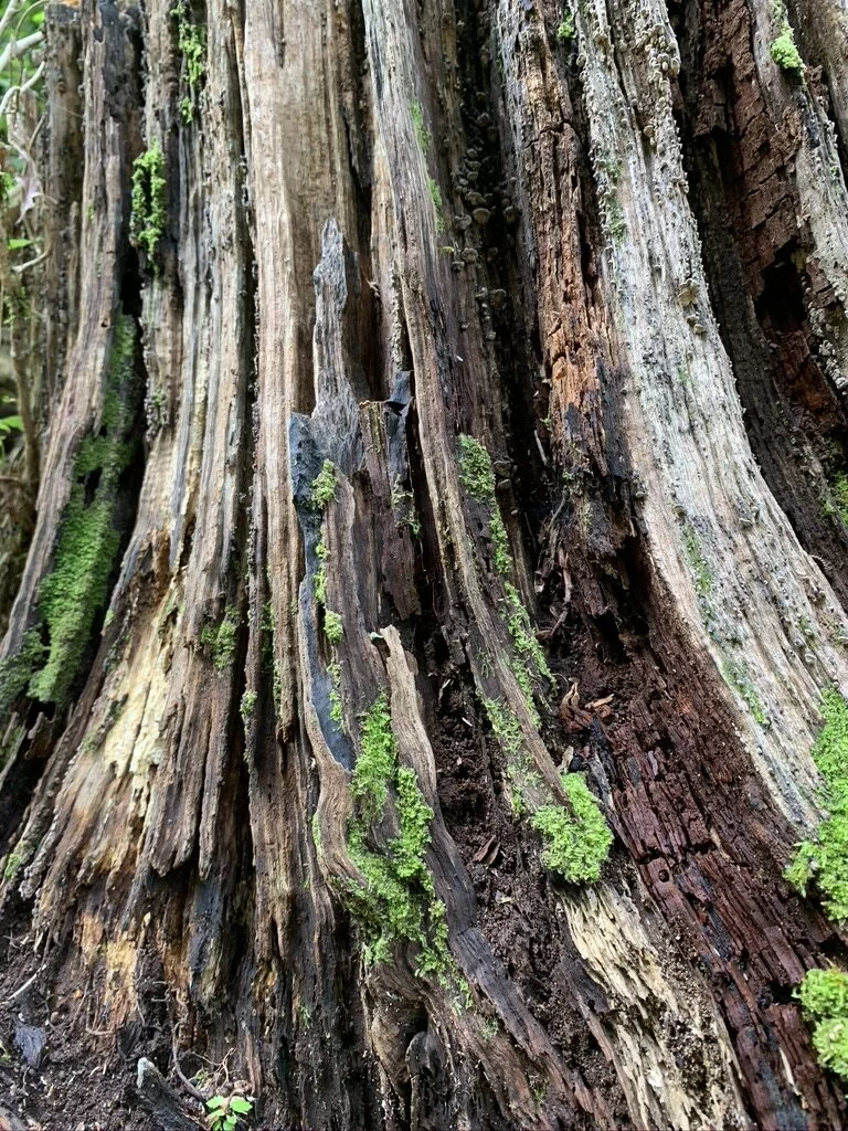 South Woods Old-Growth Forest - Bard College, Montgomery Place Campus ...