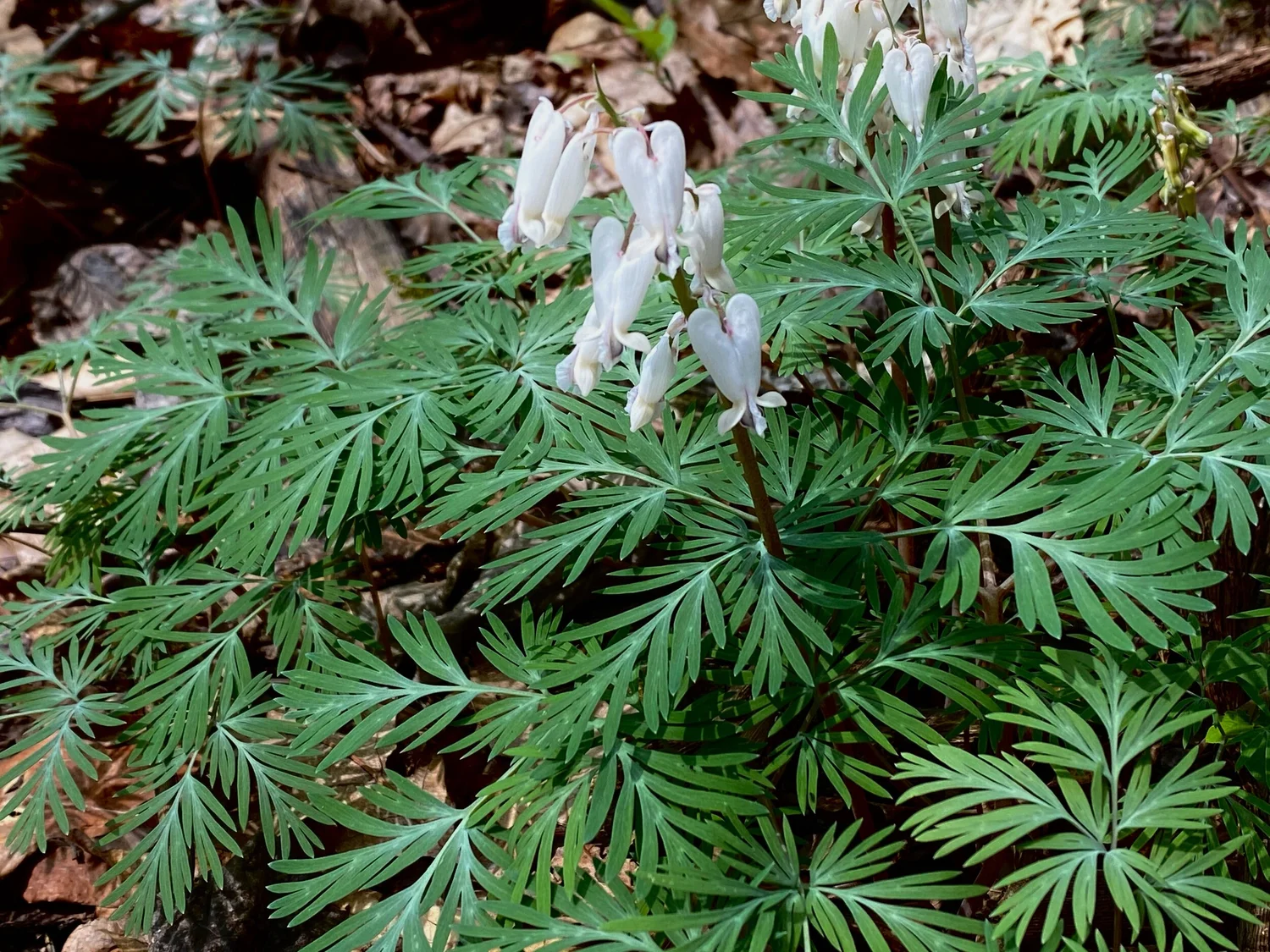 Wooster Memorial Park — Old-Growth Forest Network