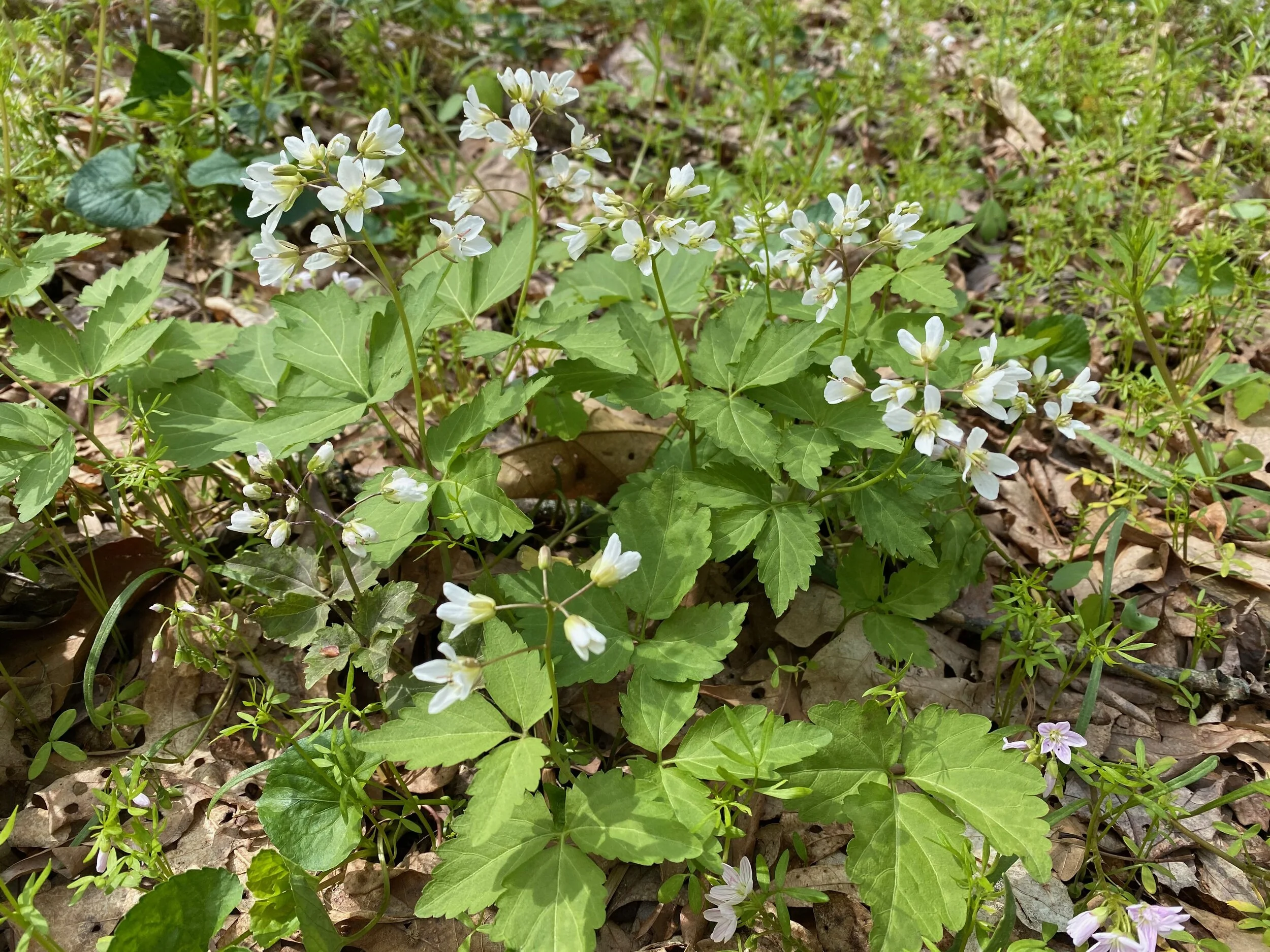Wooster Memorial Park — Old-Growth Forest Network