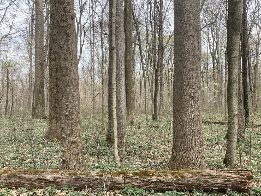 Hueston Woods State Nature Preserve — Old-Growth Forest Network