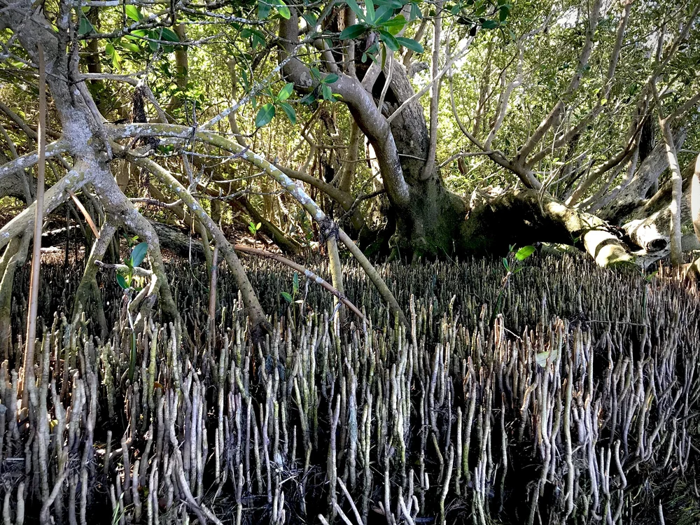 Mangrove Trees