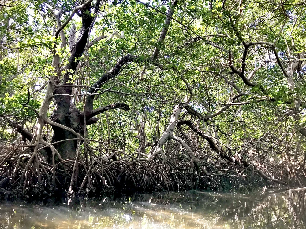 Mangrove Forest