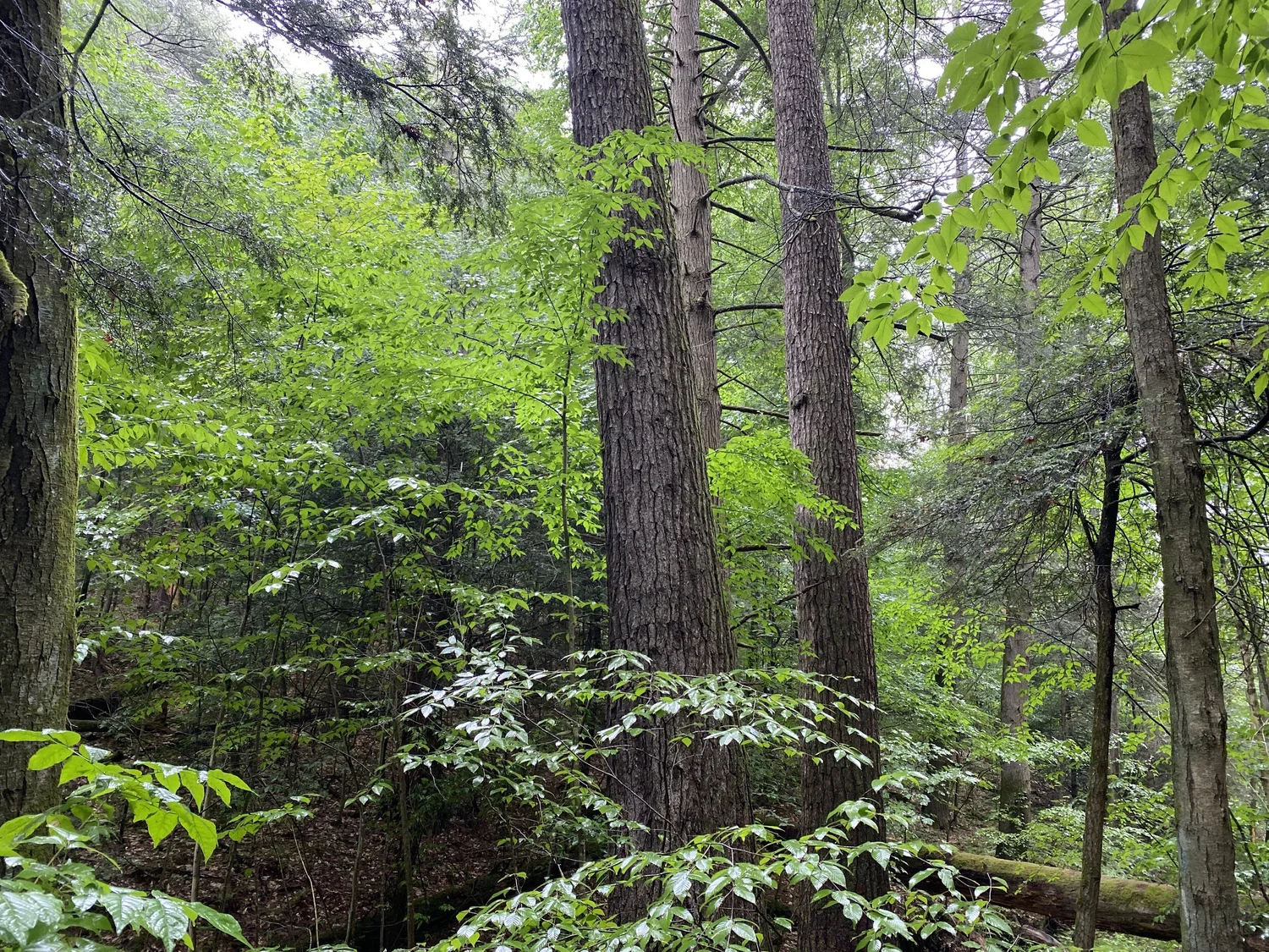 Jakey Hollow Natural Area - Weiser State Forest — Old-Growth Forest Network