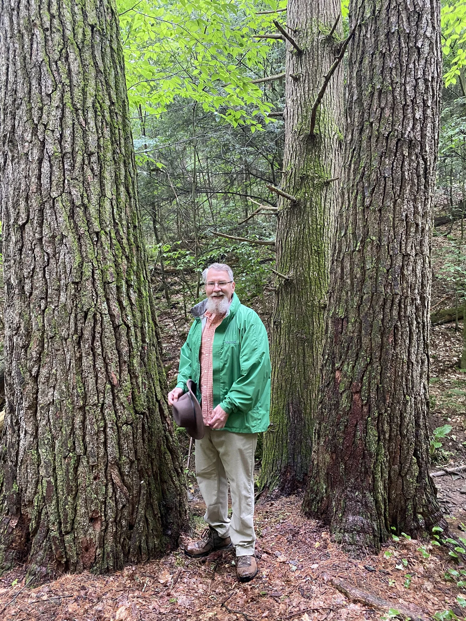 Jakey Hollow Natural Area - Weiser State Forest — Old-Growth Forest Network