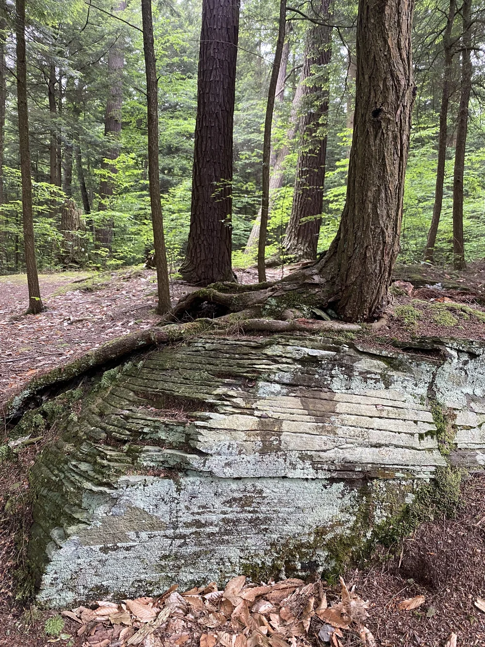 Fall Brook Natural Area - Salt Springs State Park — Old-Growth Forest ...