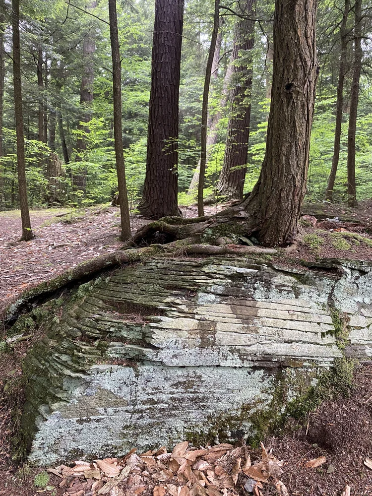 Fall Brook Natural Area - Salt Springs State Park — Old-Growth Forest ...