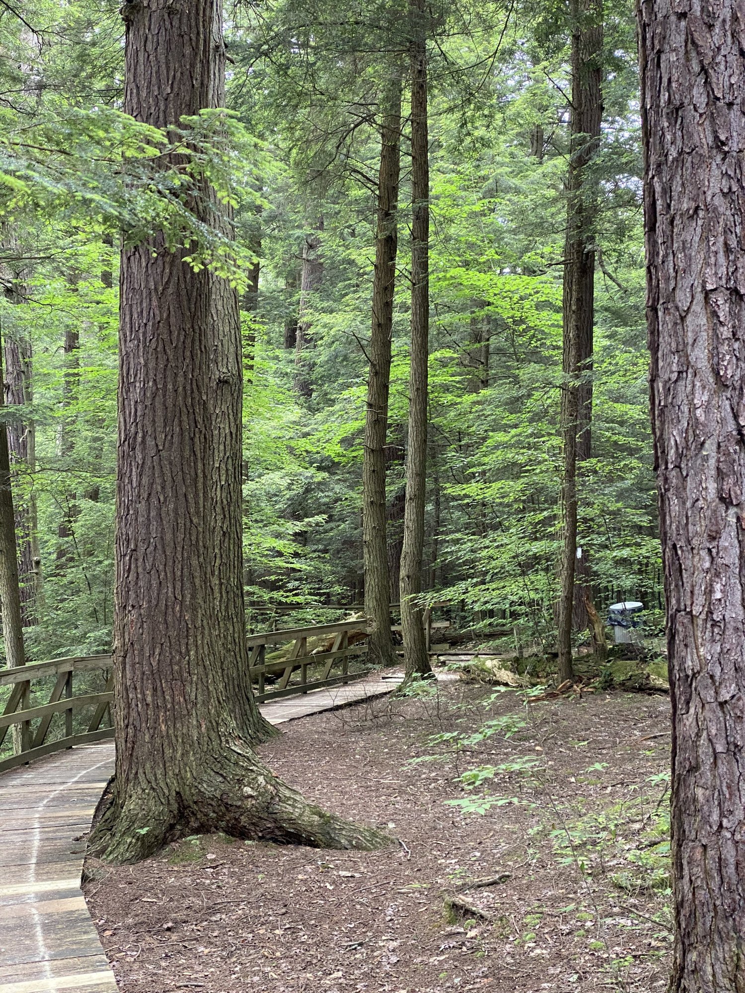 Fall Brook Natural Area - Salt Springs State Park — Old-Growth Forest ...