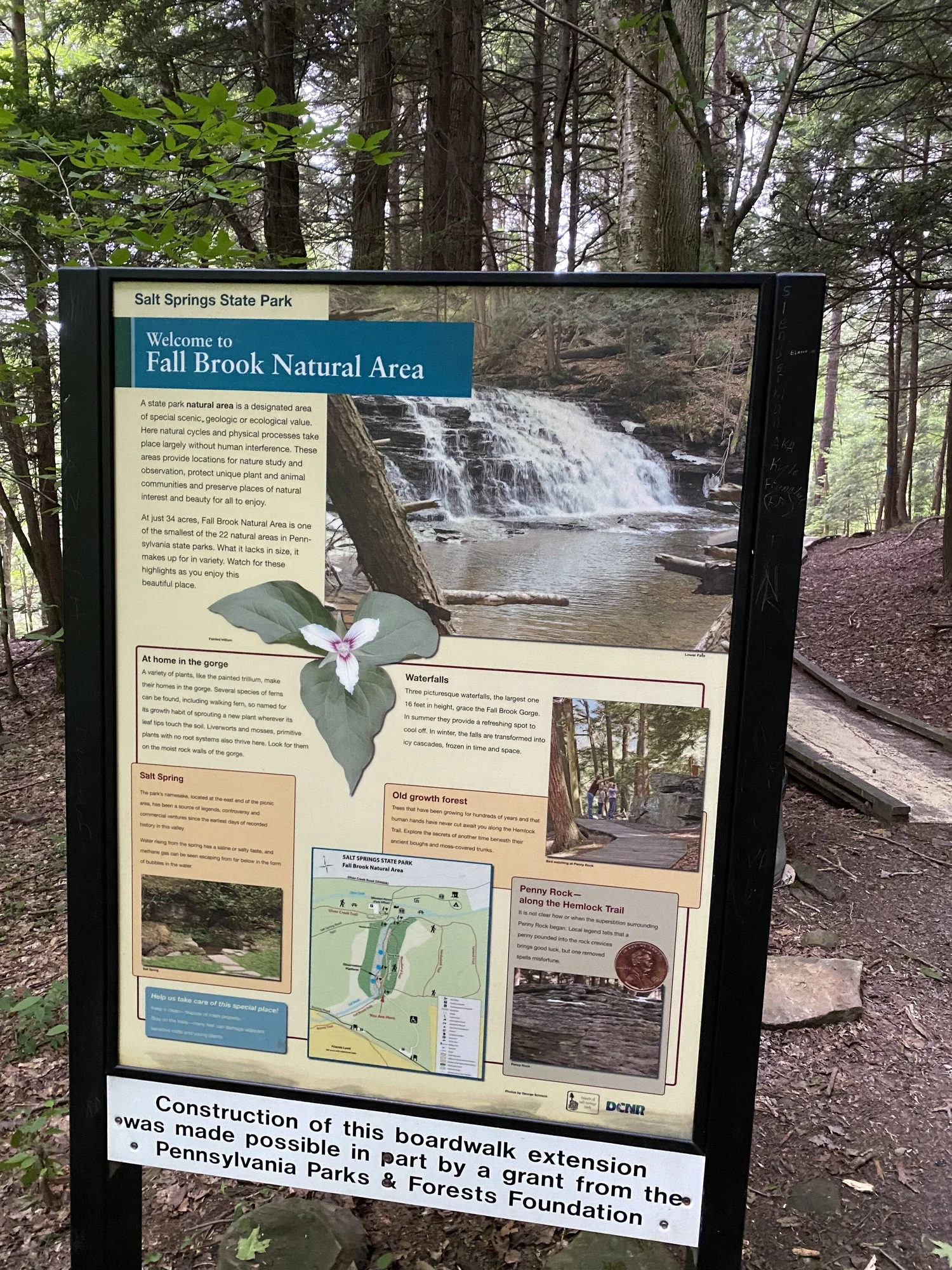 Fall Brook Natural Area - Salt Springs State Park — Old-Growth Forest ...