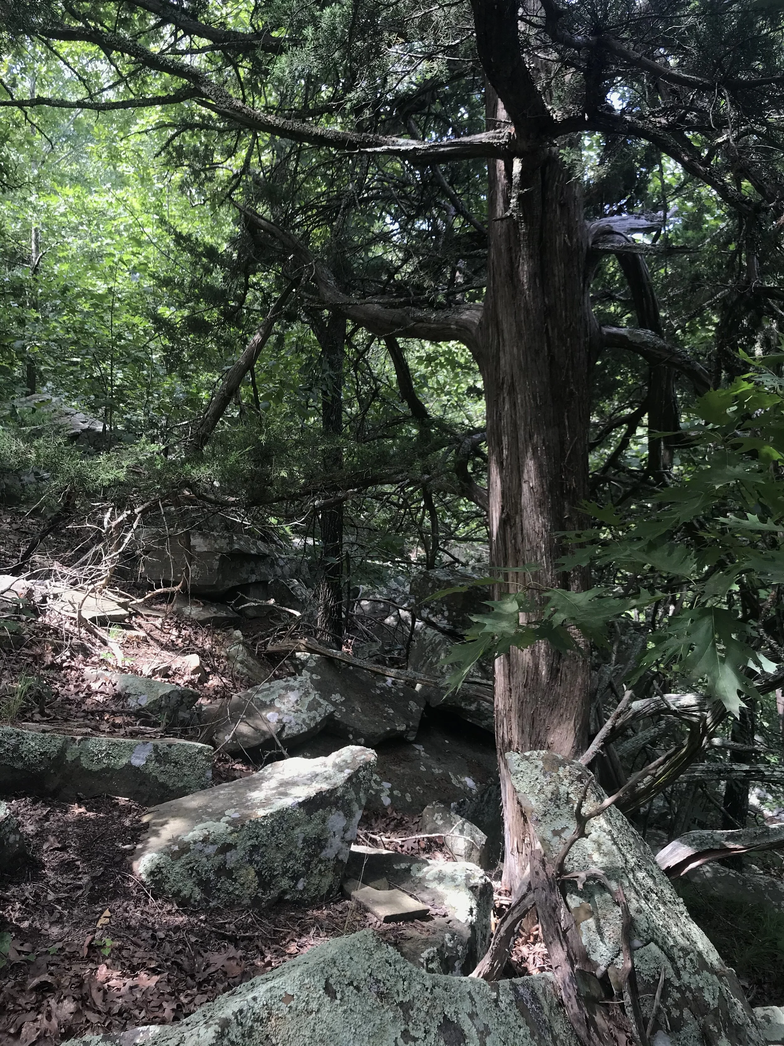 Keystone Ancient Forest — Old-Growth Forest Network
