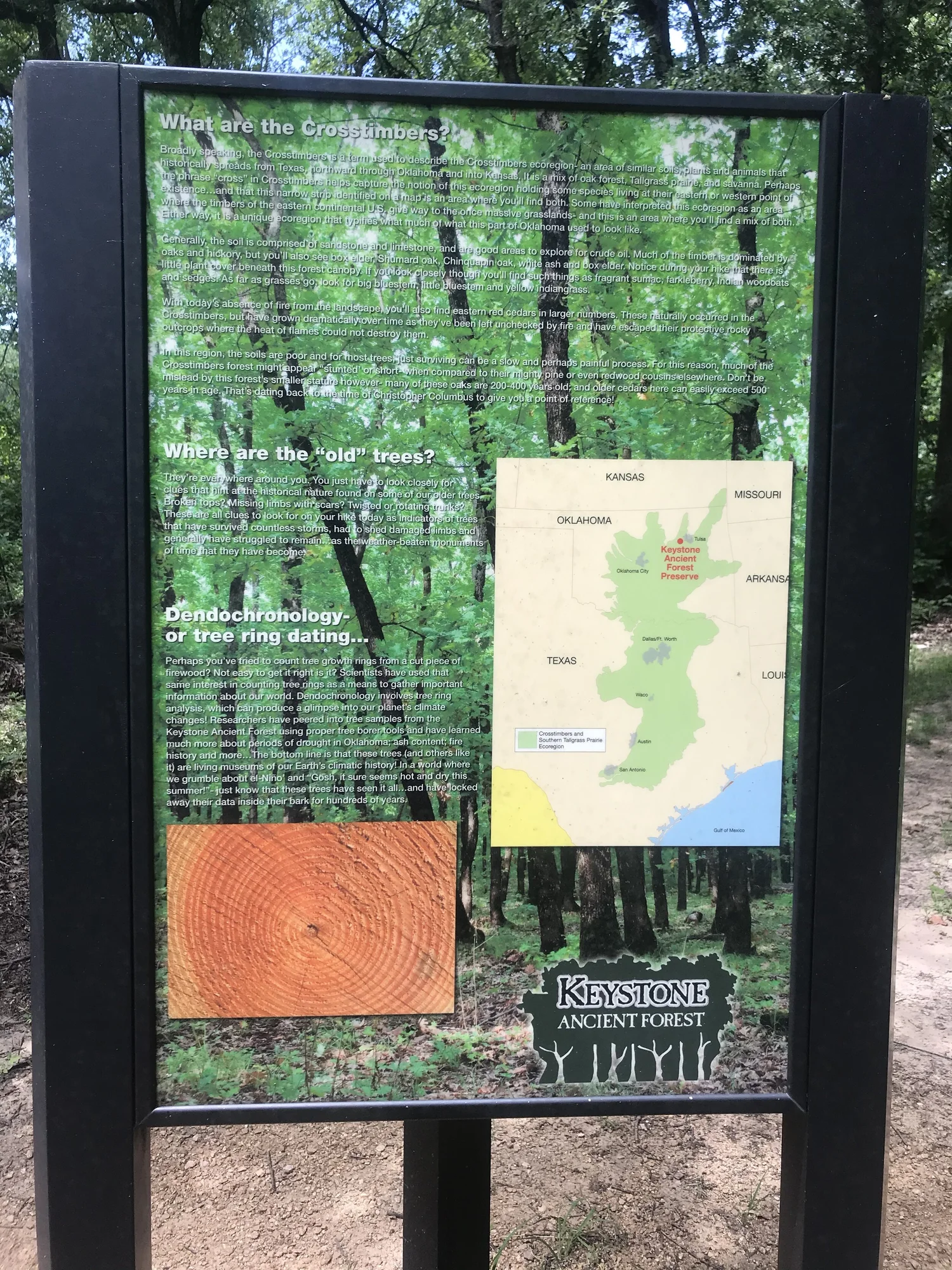 Keystone Ancient Forest — Old-Growth Forest Network