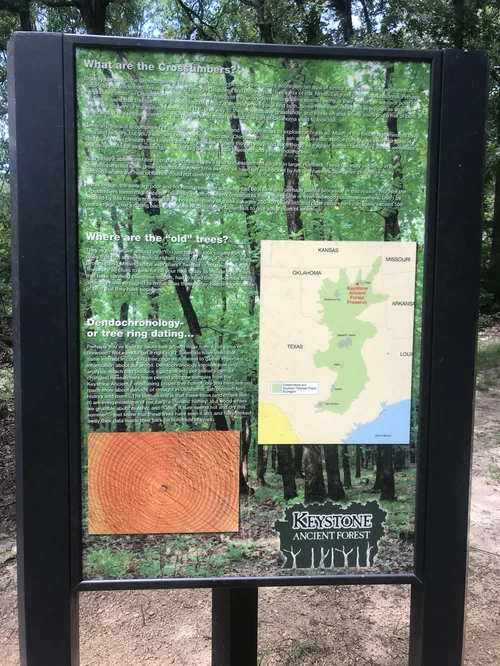 Keystone Ancient Forest — Old-Growth Forest Network