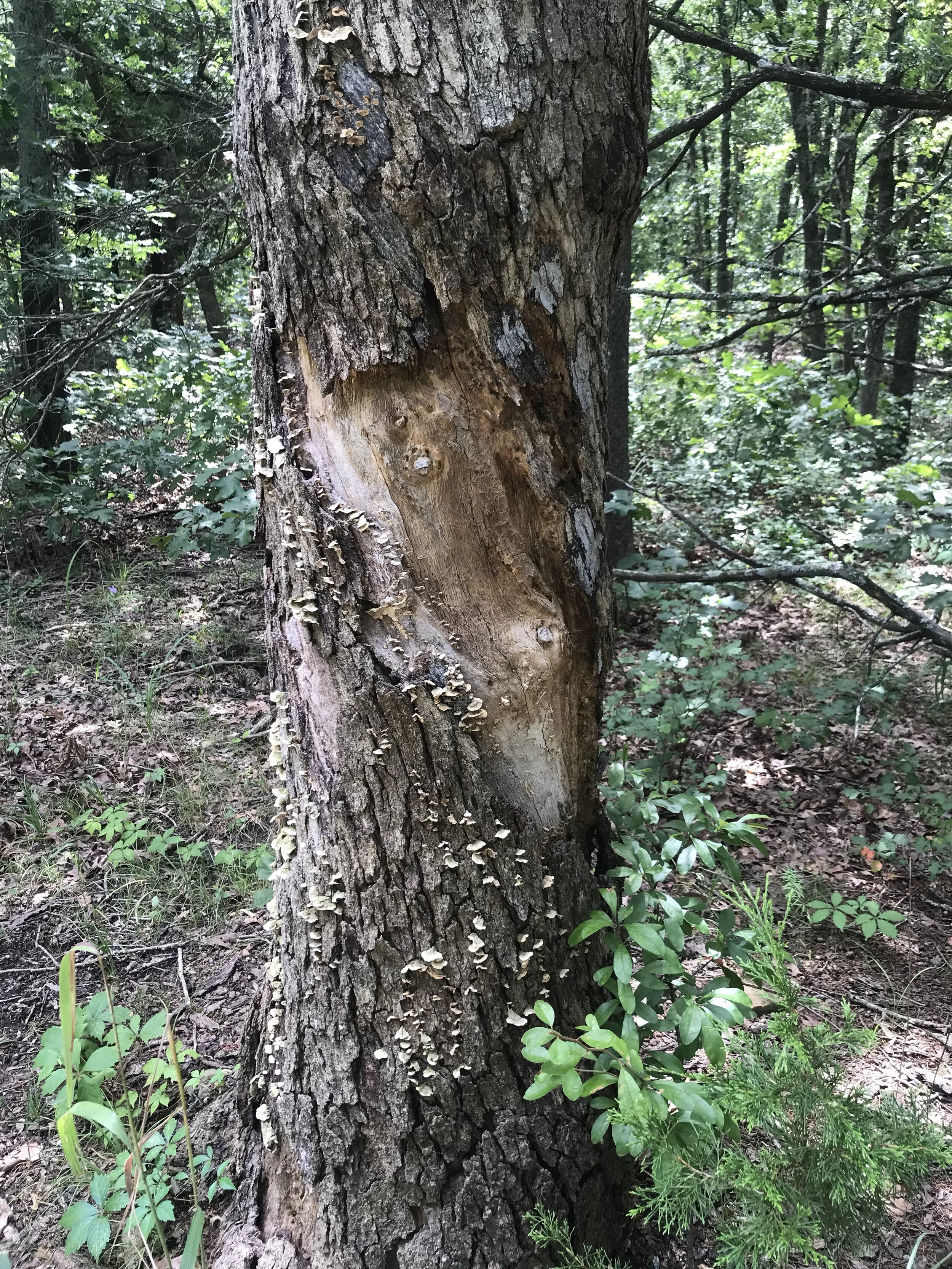 Keystone Ancient Forest — Old-Growth Forest Network