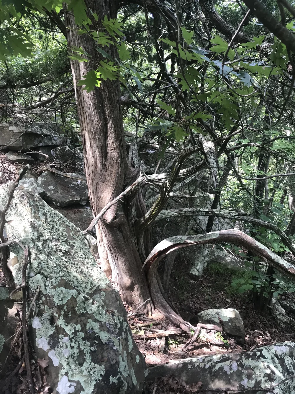 Keystone Ancient Forest — Old-Growth Forest Network