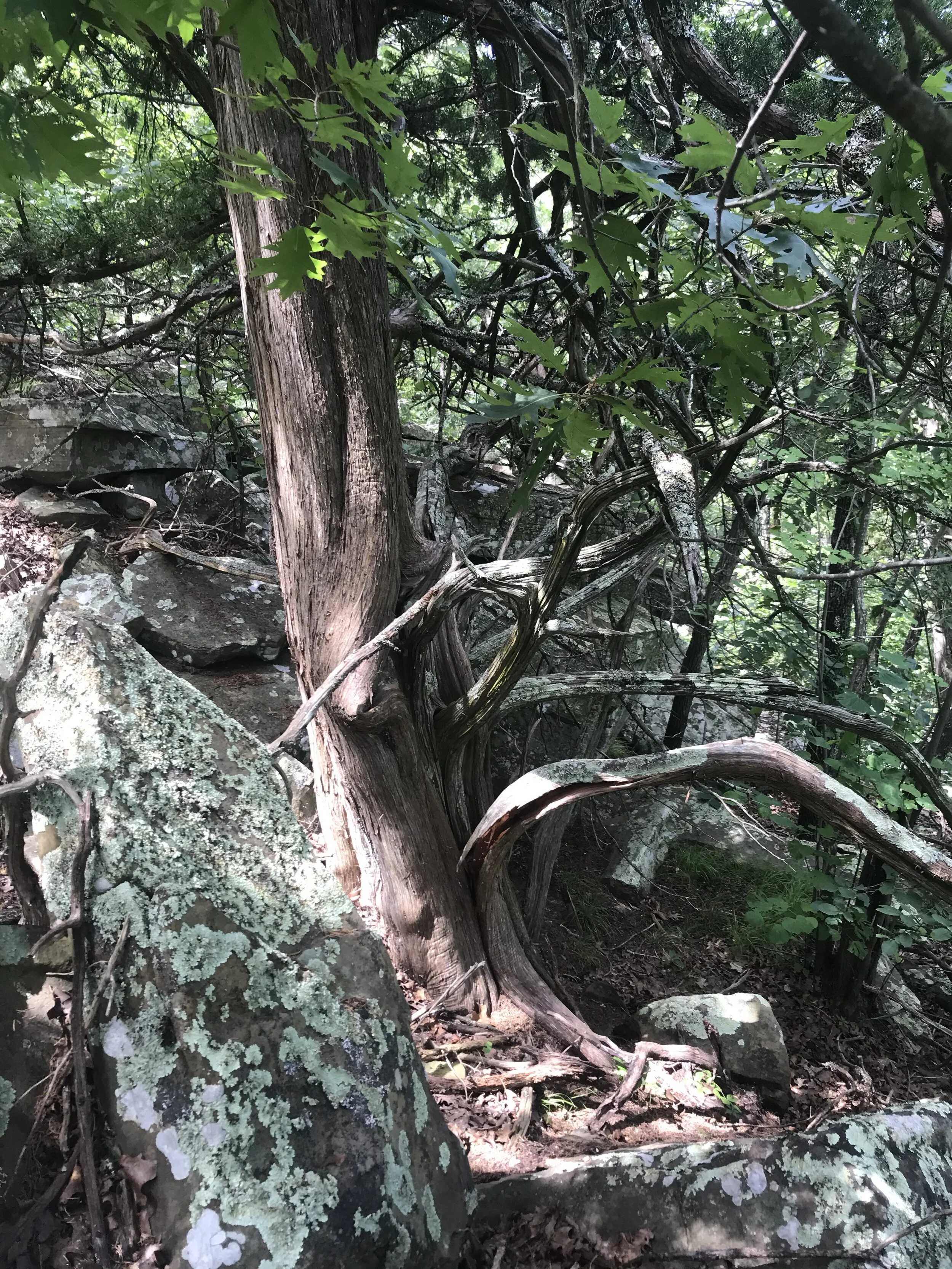Keystone Ancient Forest — Old-Growth Forest Network