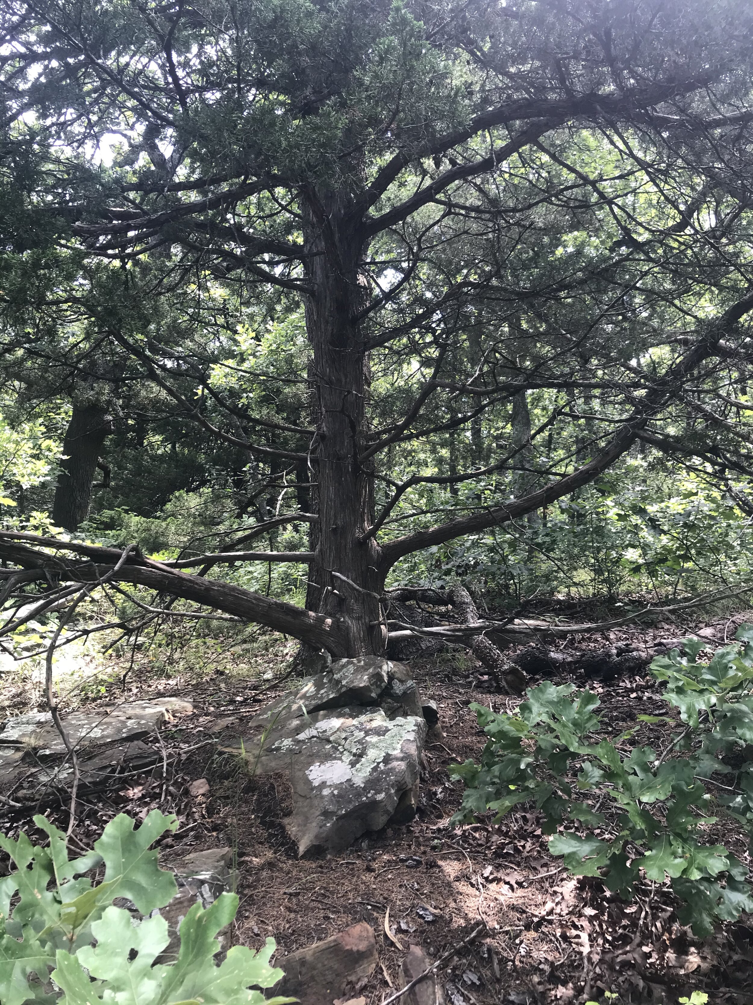 Keystone Ancient Forest — Old-Growth Forest Network