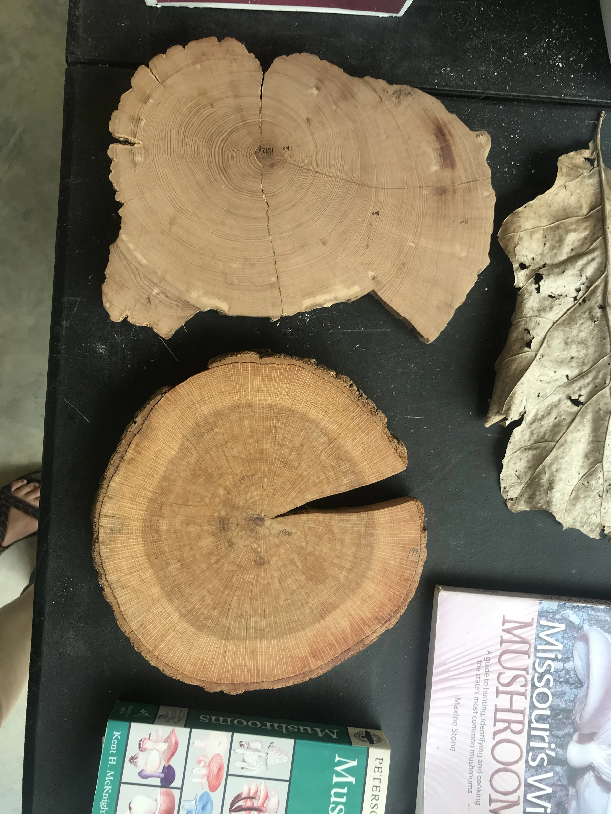 Keystone Ancient Forest — Old-Growth Forest Network