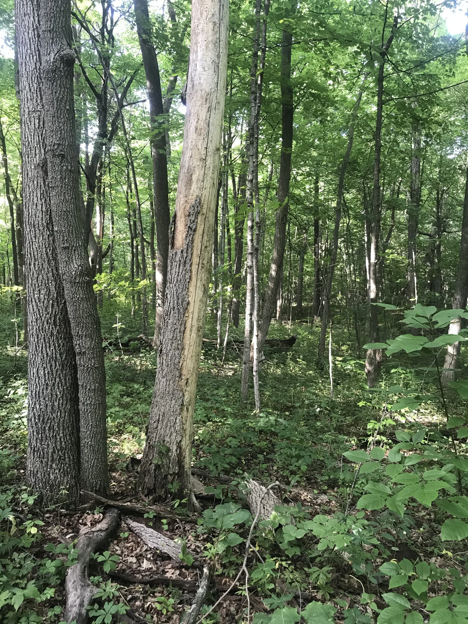 Wisconsin- Muskego Park — Old-Growth Forest Network