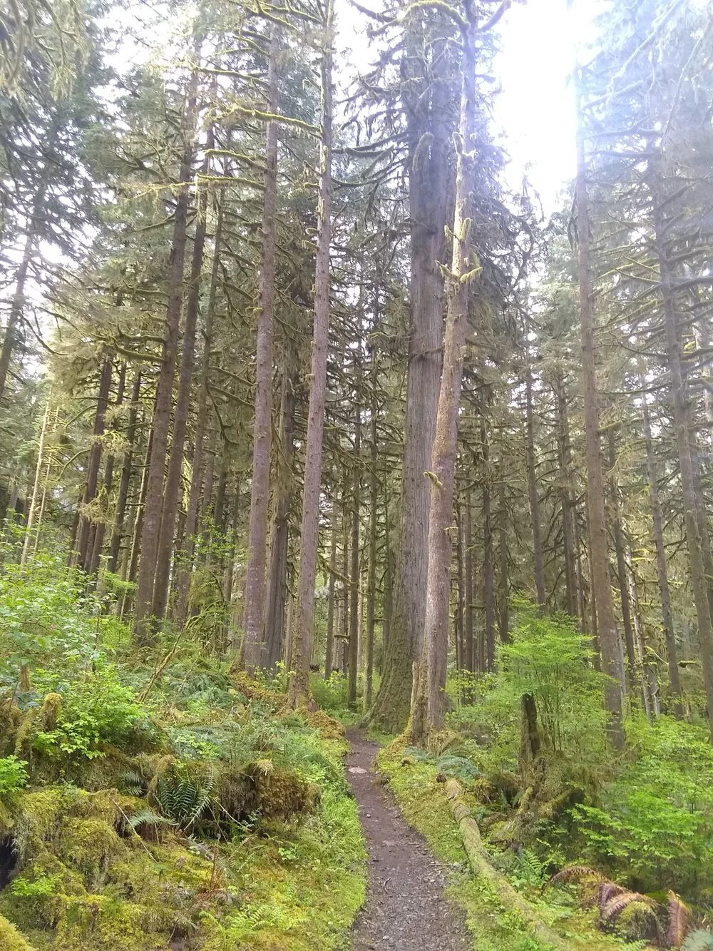 Baker Lake Trail - Mt. Baker-Snoqualmie National Forest — Old-Growth ...