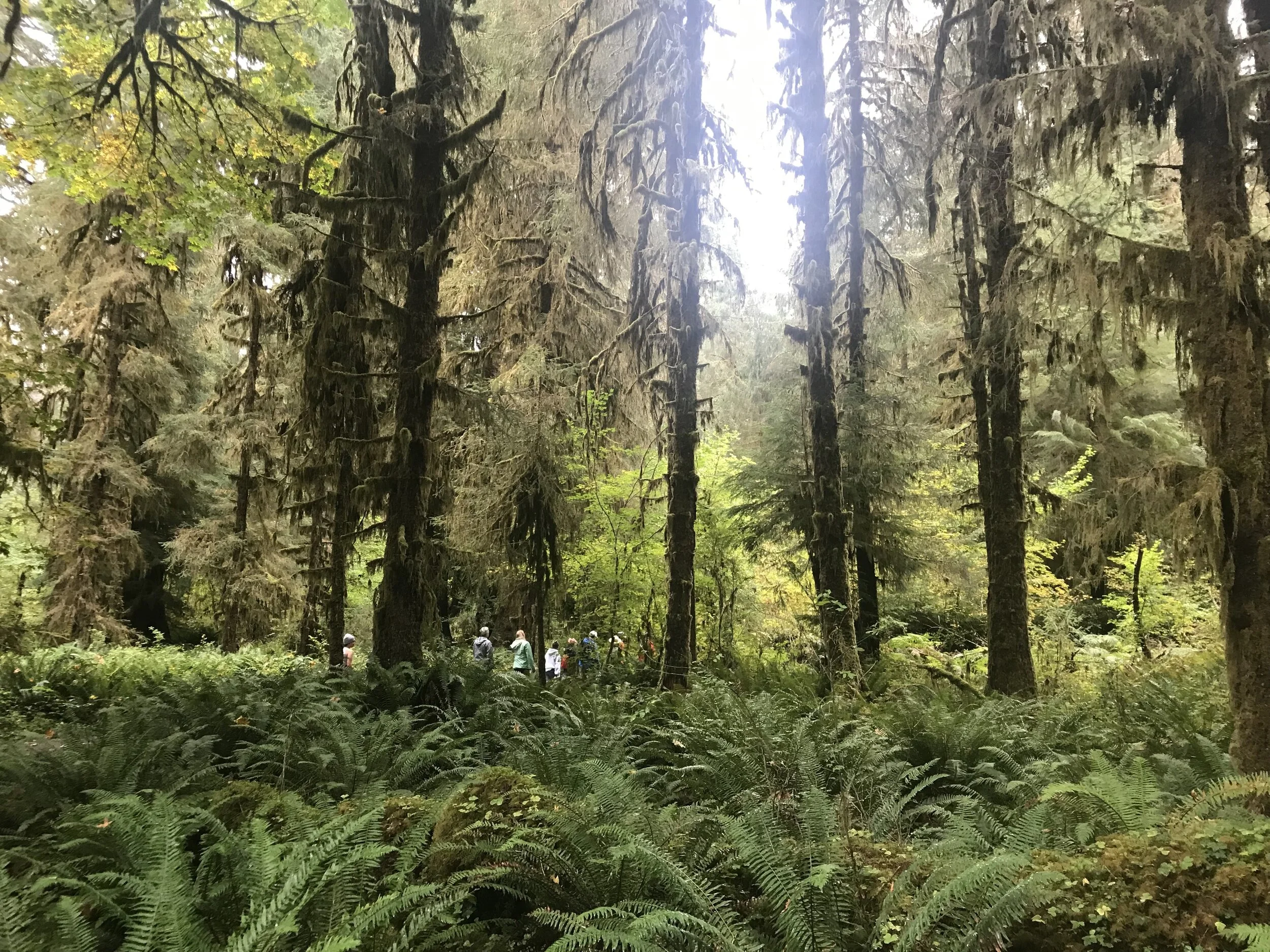 Olympic National Park — Old-Growth Forest Network