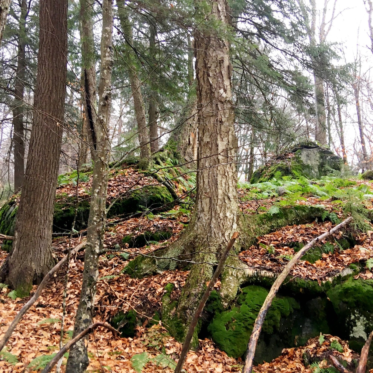 Doc Kudish Natural Forest – Paul Smith’s College — Old-Growth Forest ...