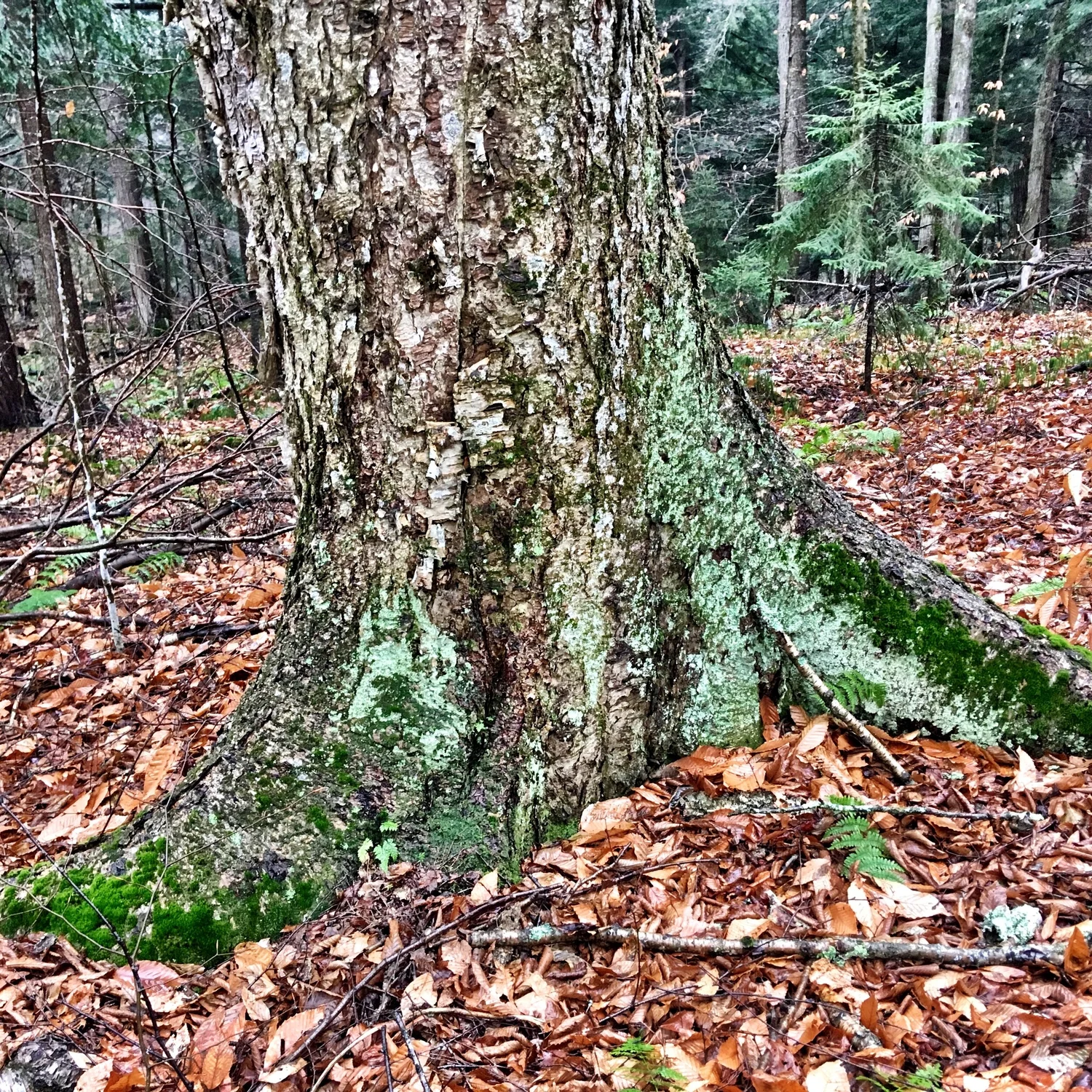 Doc Kudish Natural Forest – Paul Smith’s College — Old-Growth Forest ...