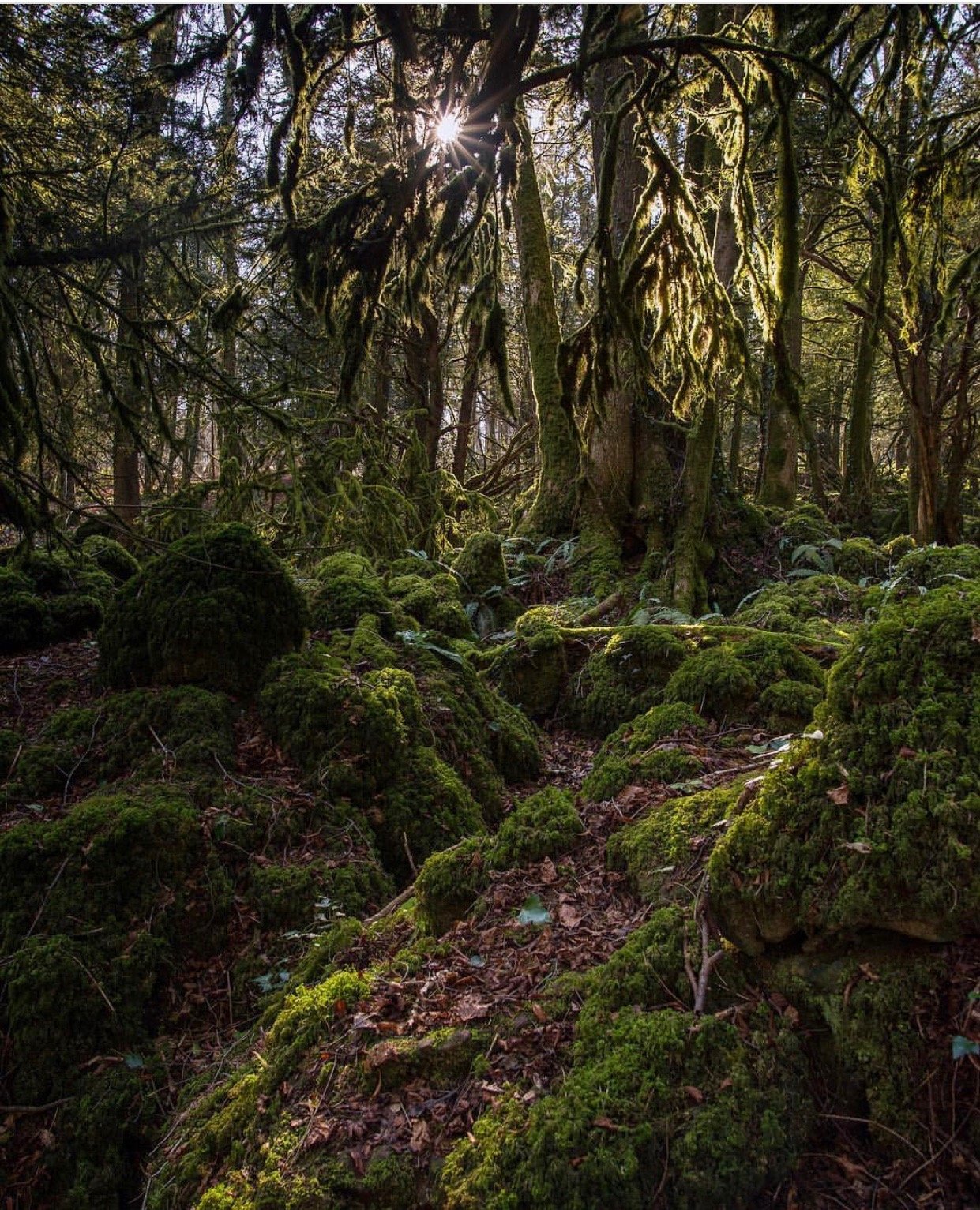 Threatened Forests — Old-Growth Forest Network