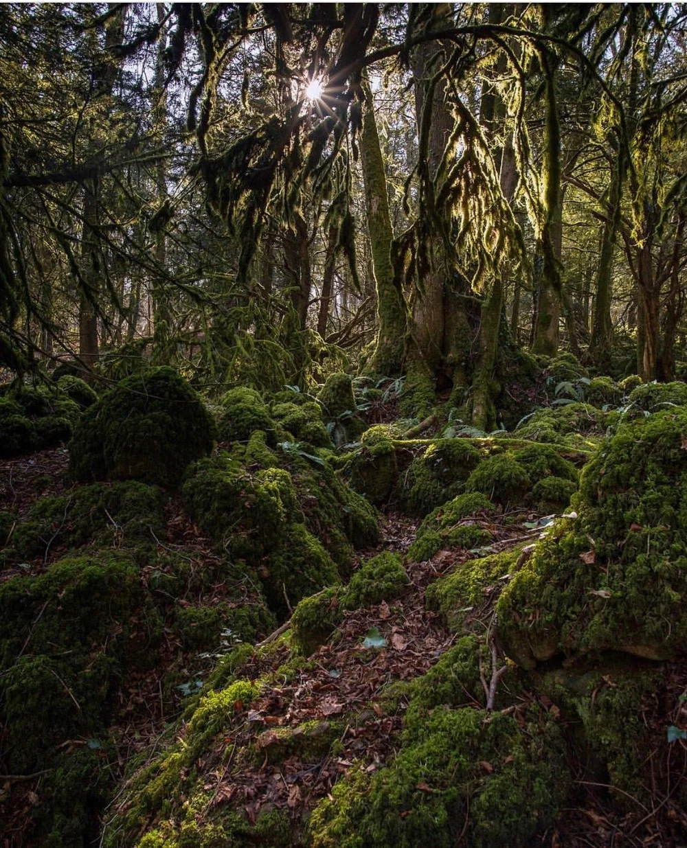 Threatened Forests — Old-Growth Forest Network