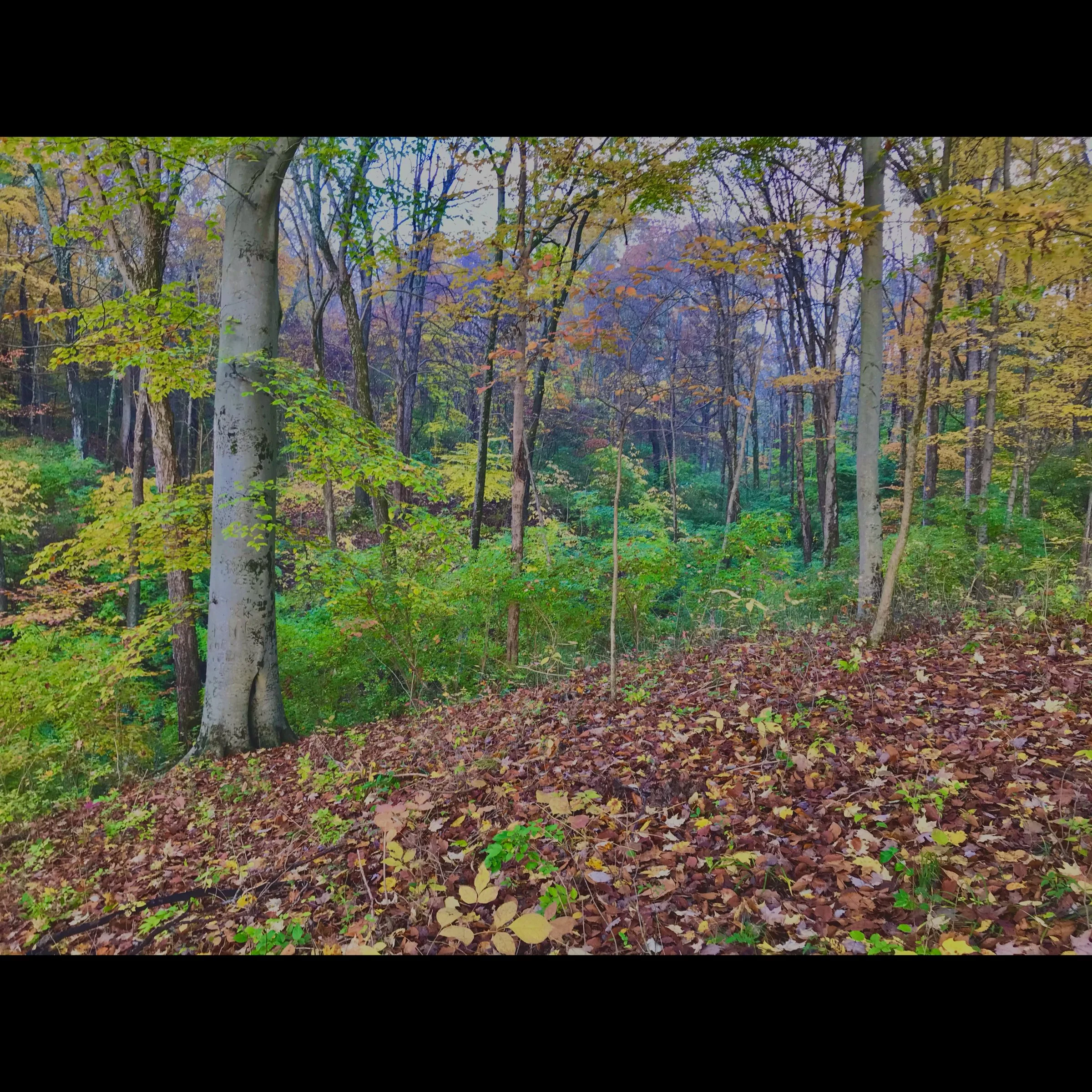 Simpson Forest at Phillips Park — Old-Growth Forest Network