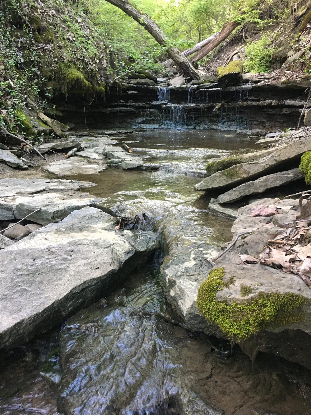 Simpson Forest at Phillips Park — Old-Growth Forest Network