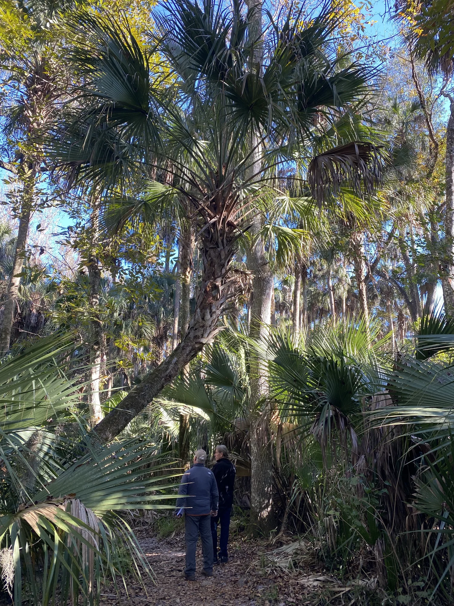 Ancient Hammock Trail - Highlands Hammock State Park — Old-Growth ...
