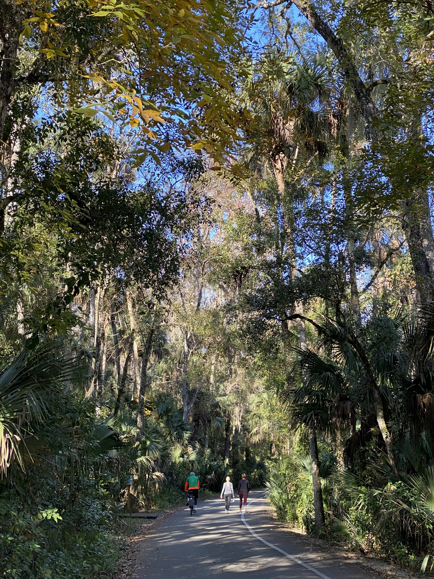 Ancient Hammock Trail - Highlands Hammock State Park — Old-Growth ...